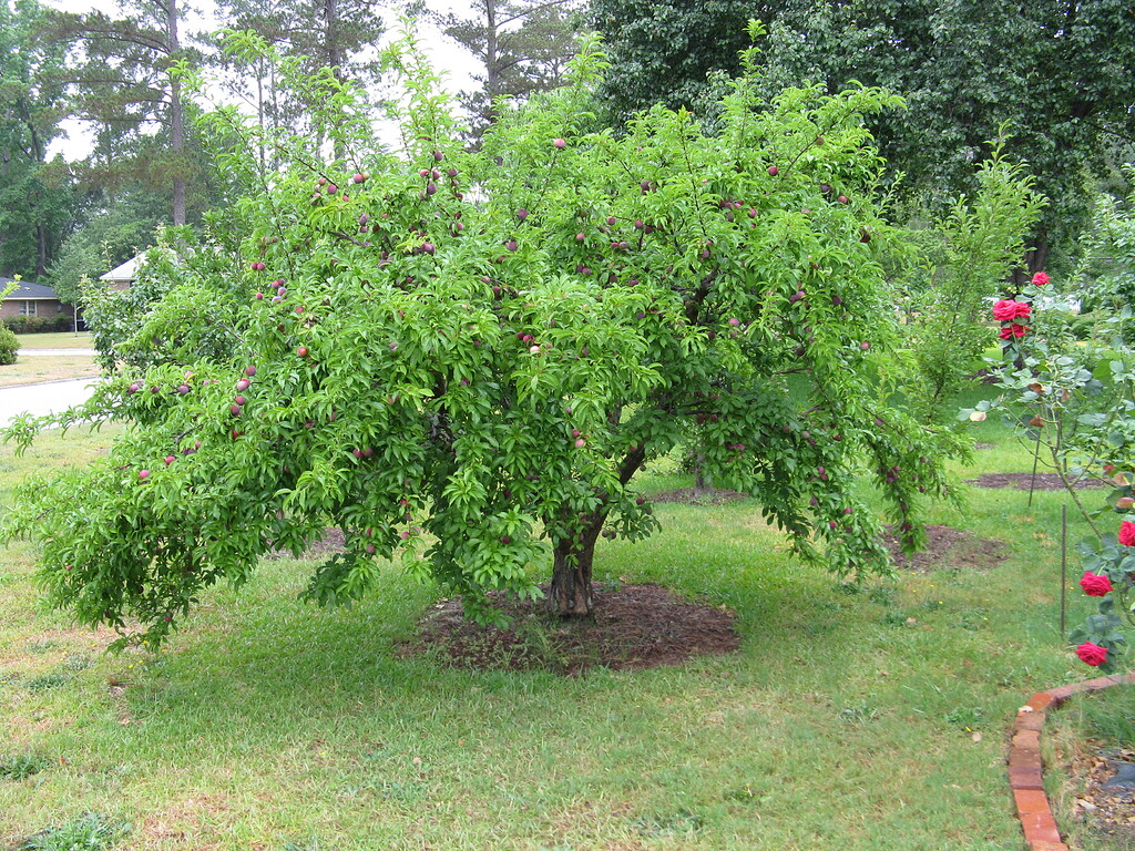 AU Rubrum Plum - Pictures! - Growing Fruit