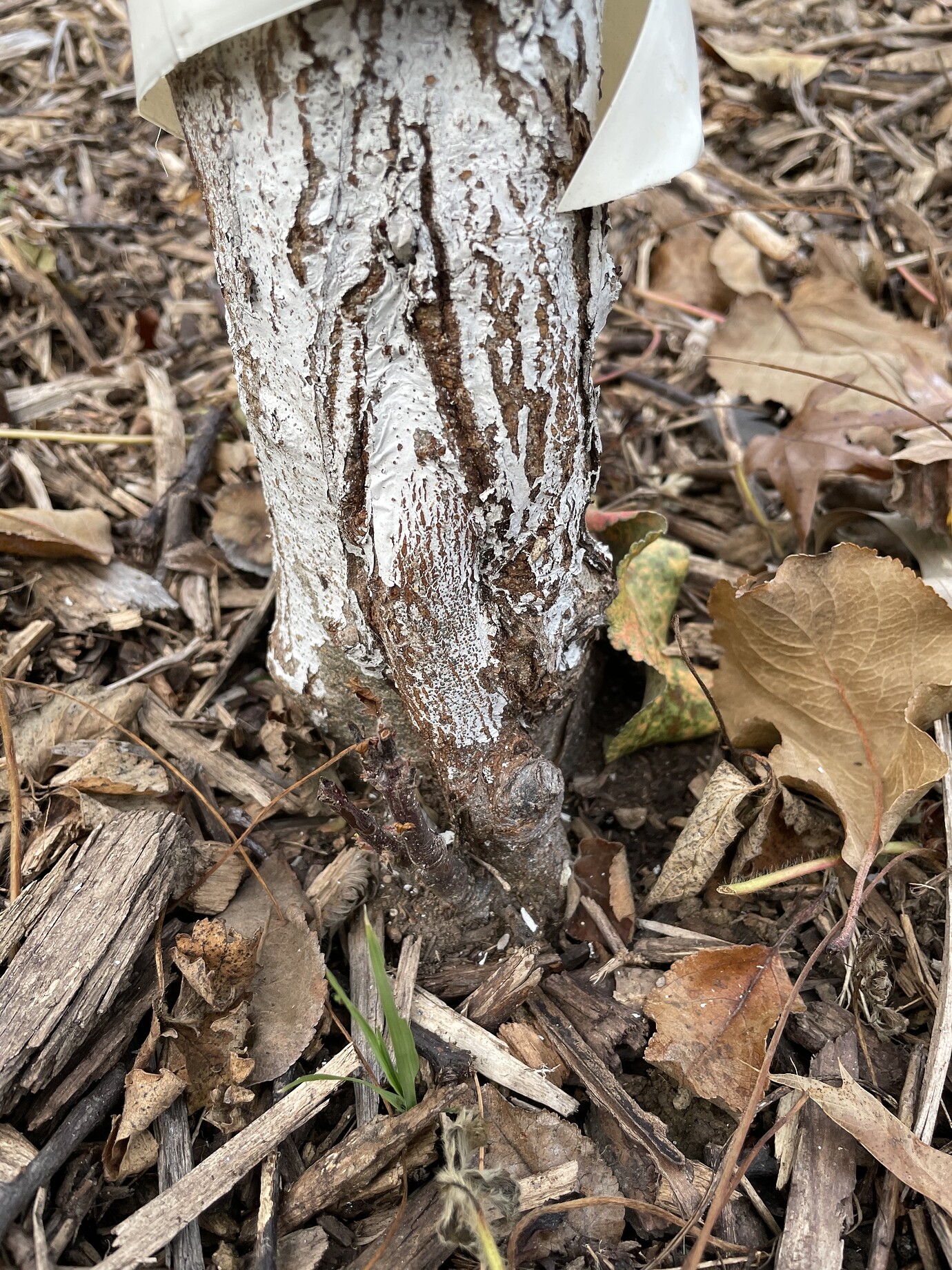 Fruit tree experiments - General Fruit Growing - Growing Fruit