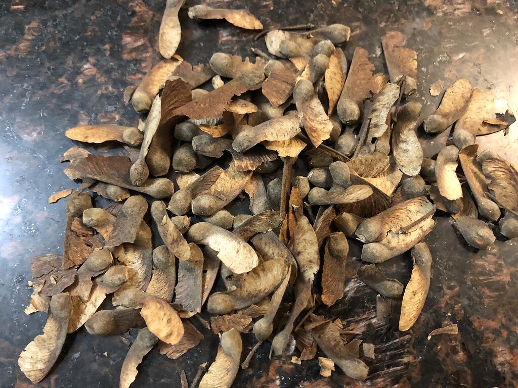 Collected some paperbark maple seed - General Gardening - Growing Fruit