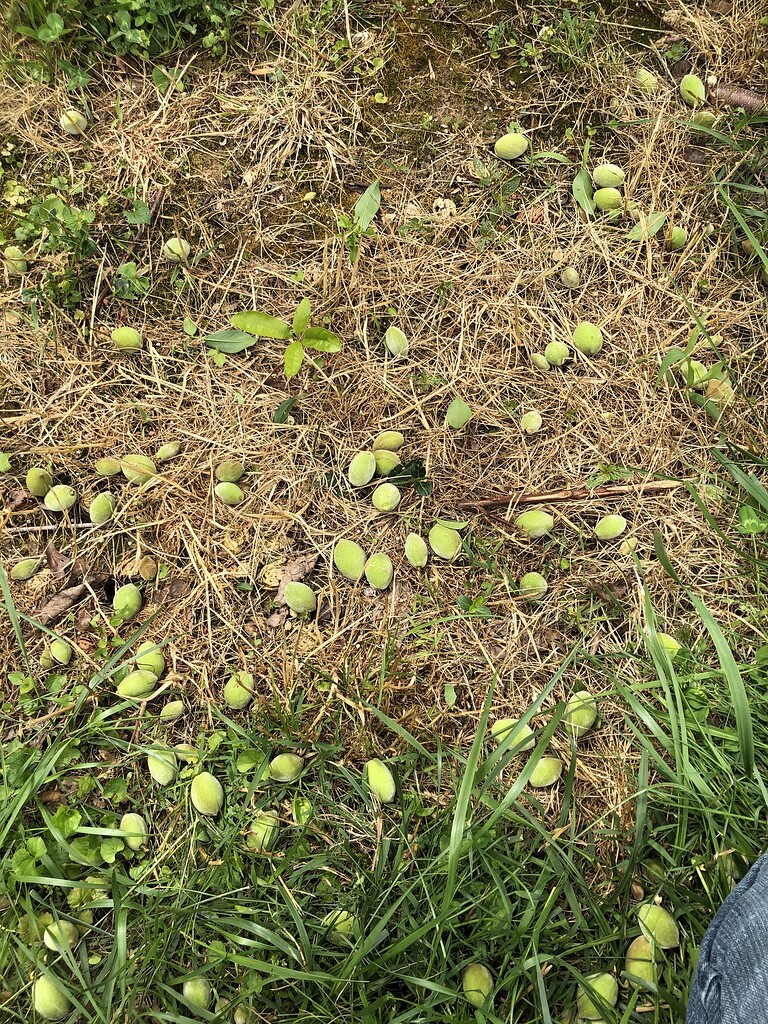 Thinning peaches first time - General Fruit Growing - Growing Fruit