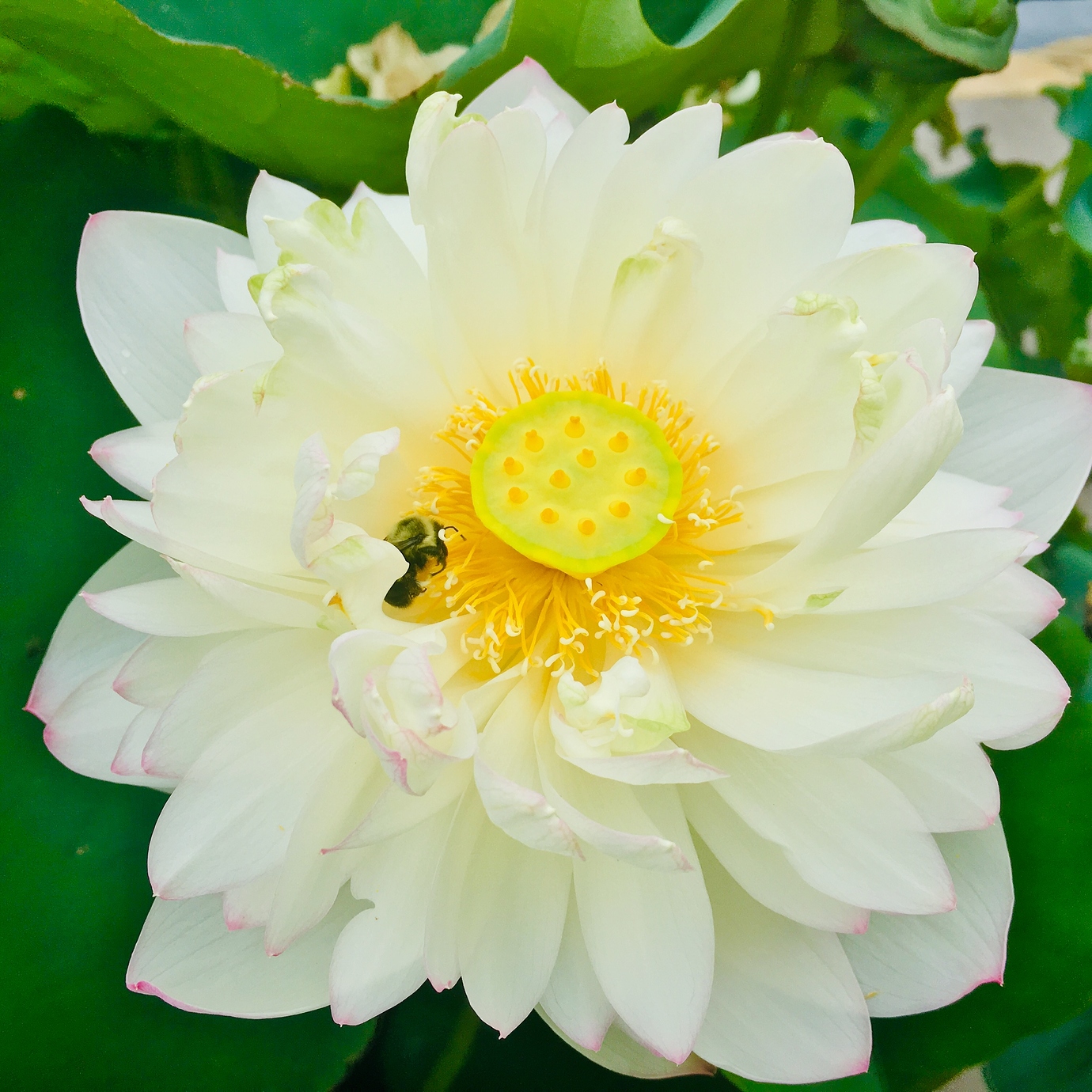 The Lotus Show of 2019 - General Fruit Growing - Growing Fruit