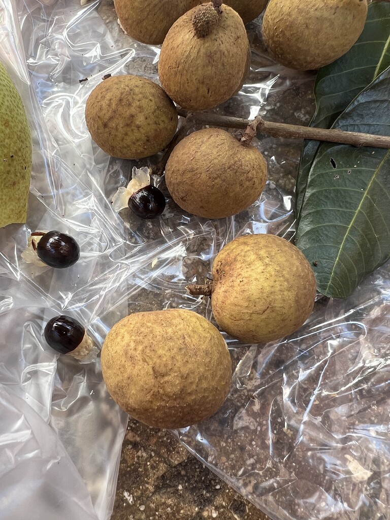 What Hawaiian fruit to try - General Fruit Growing - Growing Fruit