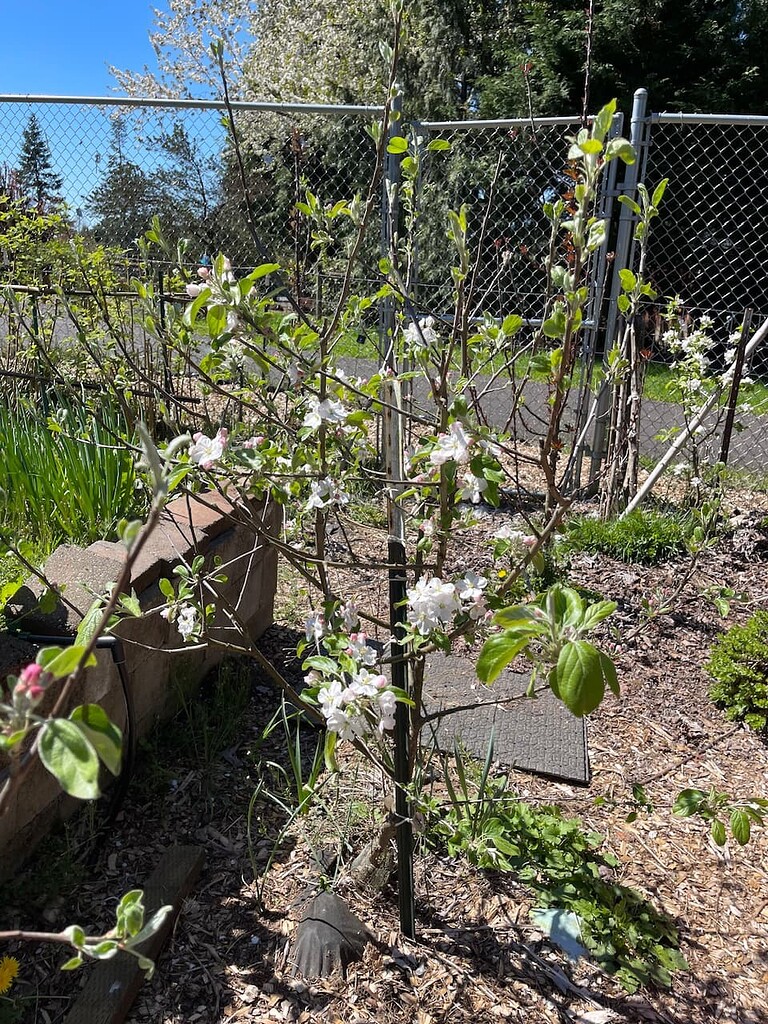 Around My Fruit & Veggie Garden, With Aim Toward Accessibility ...