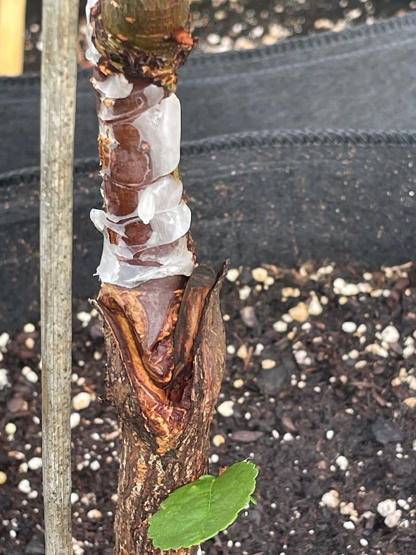 Cherry Rootstocks - General Fruit Growing - Growing Fruit