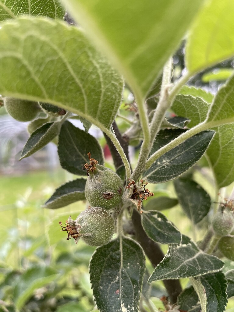 Plum curculio? - General Fruit Growing - Growing Fruit