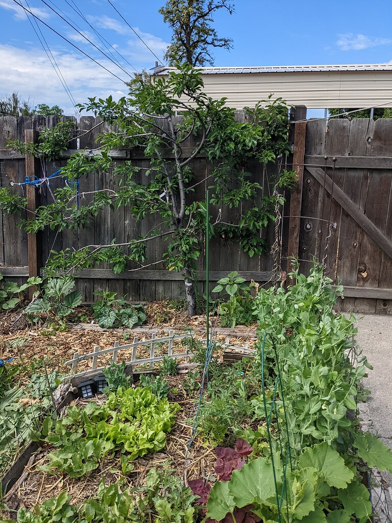 Italian plum pruning advice - General Fruit Growing - Growing Fruit