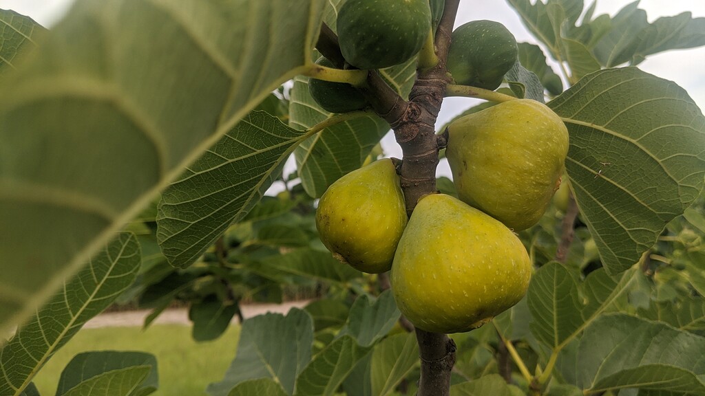 Desert King fig quality? - General Fruit Growing - Growing Fruit