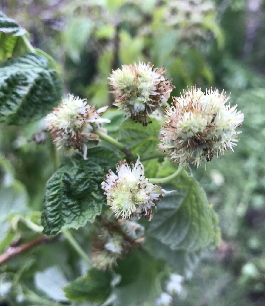 Rubus Breeding - weird phenotype - do you know what this is? - General ...