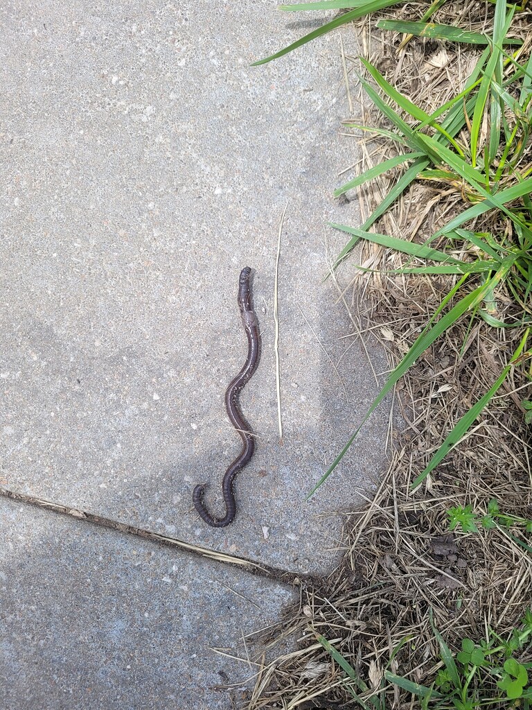 What type of worm is this? - General Fruit Growing - Growing Fruit