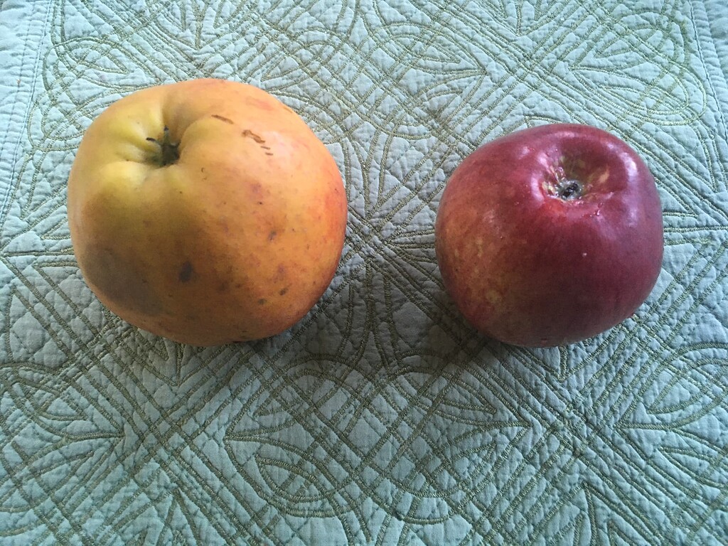 Another nice Heritage Apple - General Fruit Growing - Growing Fruit