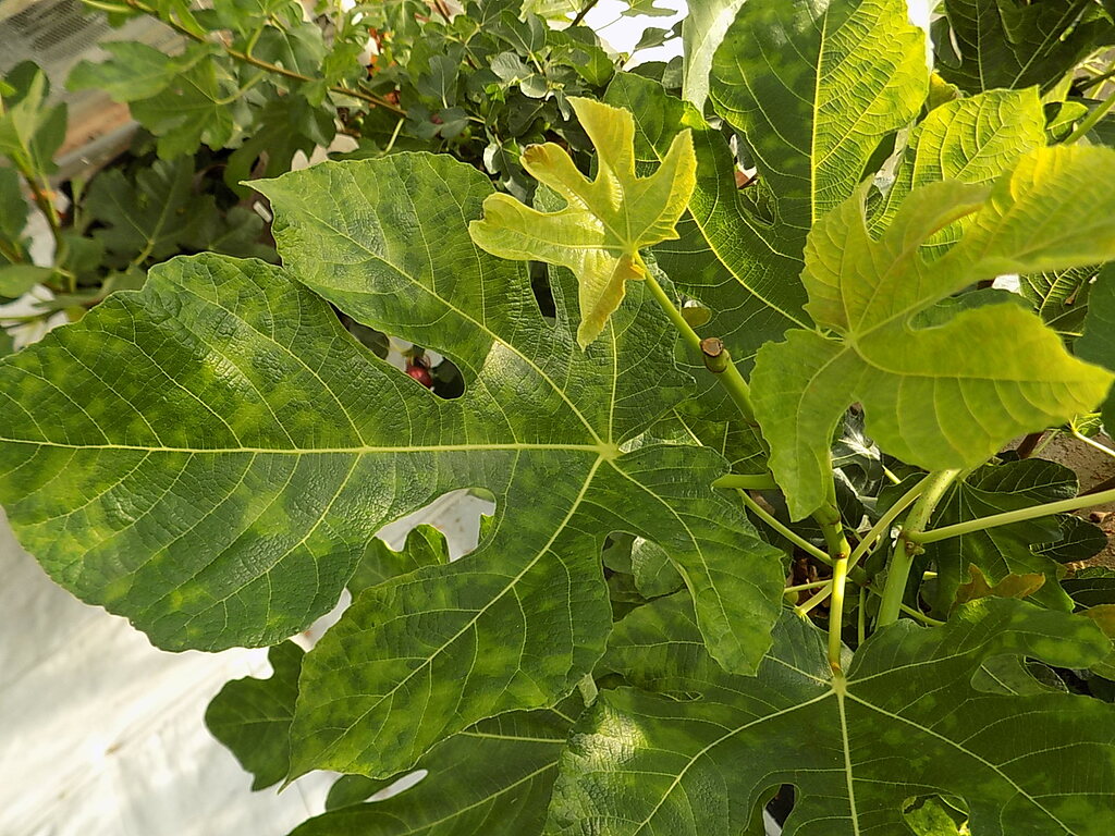 How to differentate FMV from an active fig bud mite infestation ...