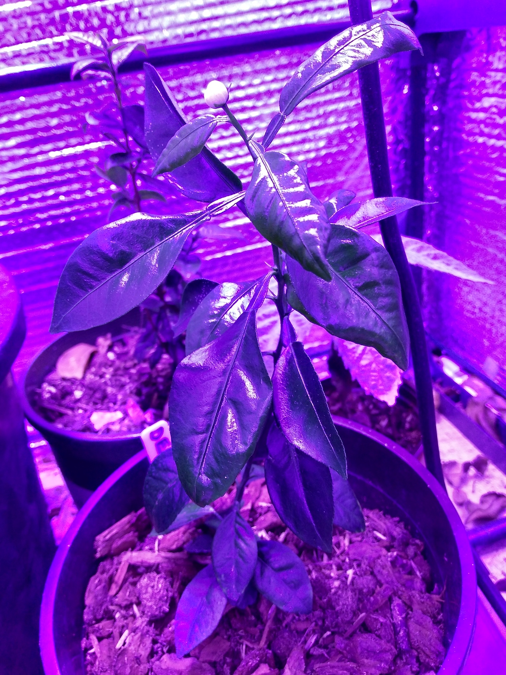 Shiranui/Dekopon aka Sumo Mandarin - General Fruit Growing - Growing Fruit