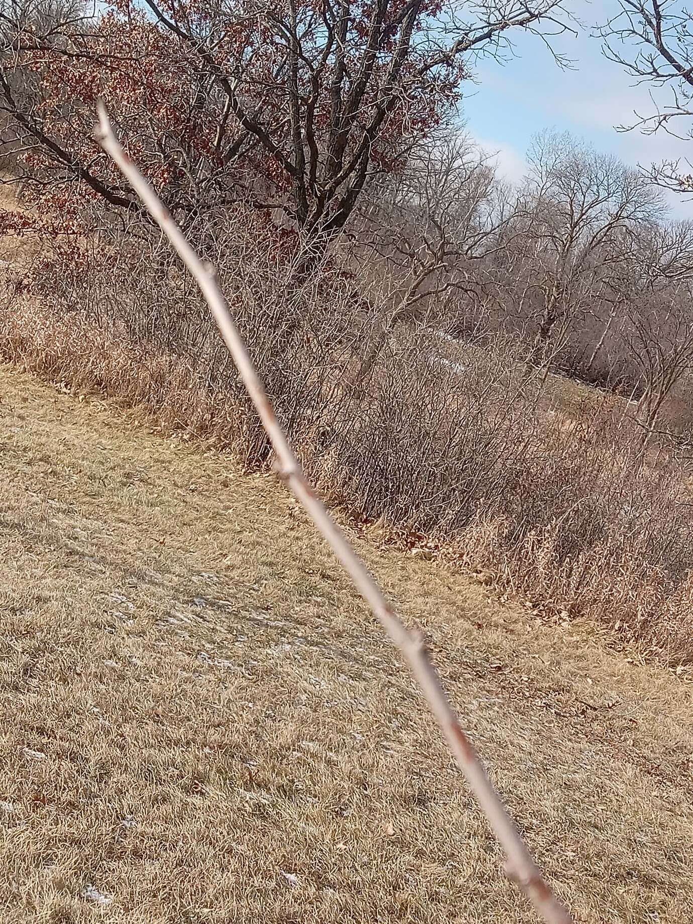 Trader mulberry - General Fruit Growing - Growing Fruit