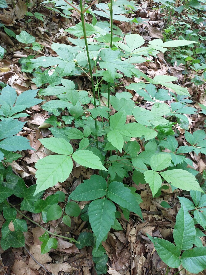 What visual clues am I unconsciously using to differentiate these two ...