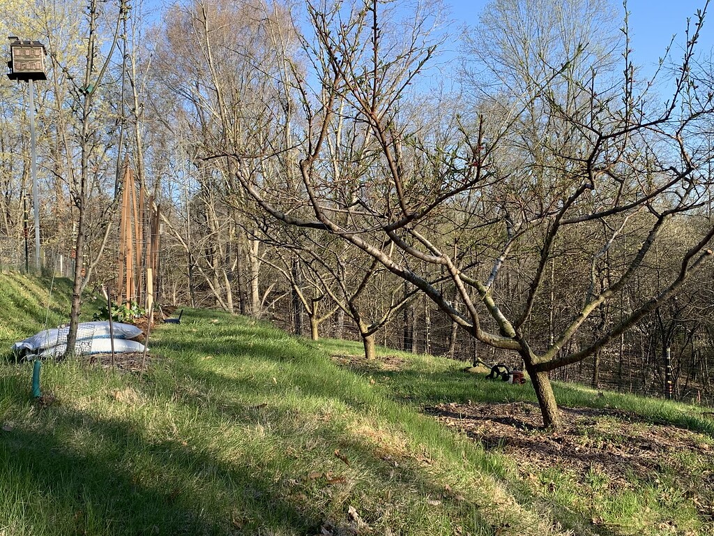 Peach Summer pruning in 5b - General Fruit Growing - Growing Fruit