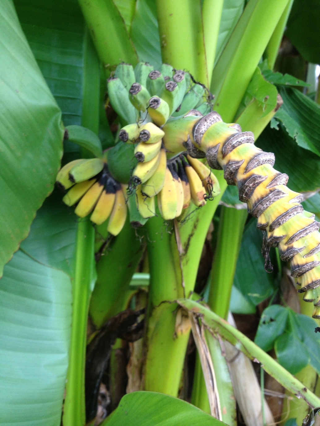 Minimally edible cold hardy bananas? - General Fruit Growing - Growing ...