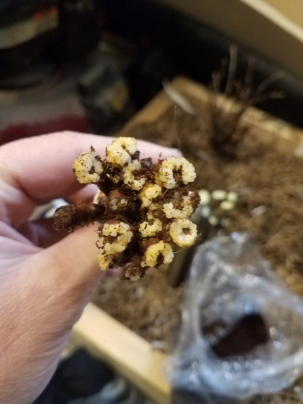 Rootstock Propagation by Cuttings - General Fruit Growing - Growing Fruit