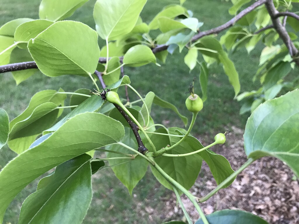First Asian Pears on tree - General Fruit Growing - Growing Fruit