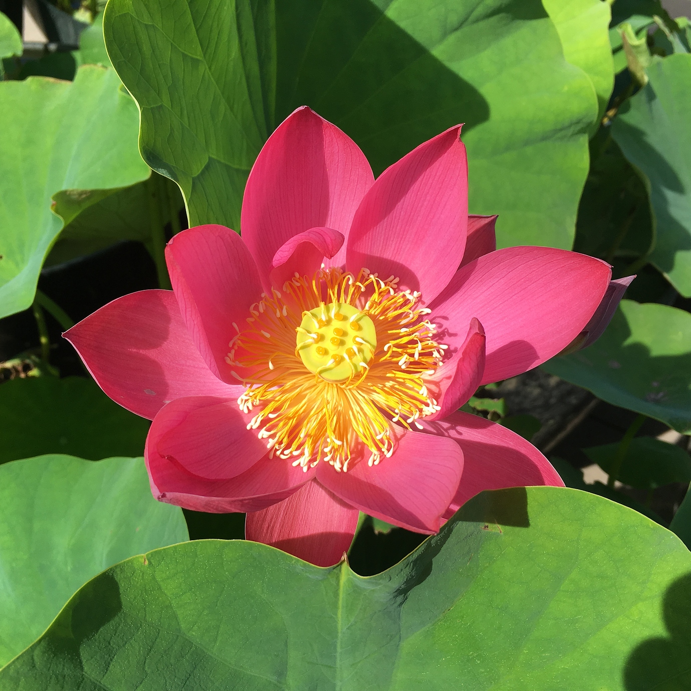 The Lotus Show of 2019 - General Fruit Growing - Growing Fruit