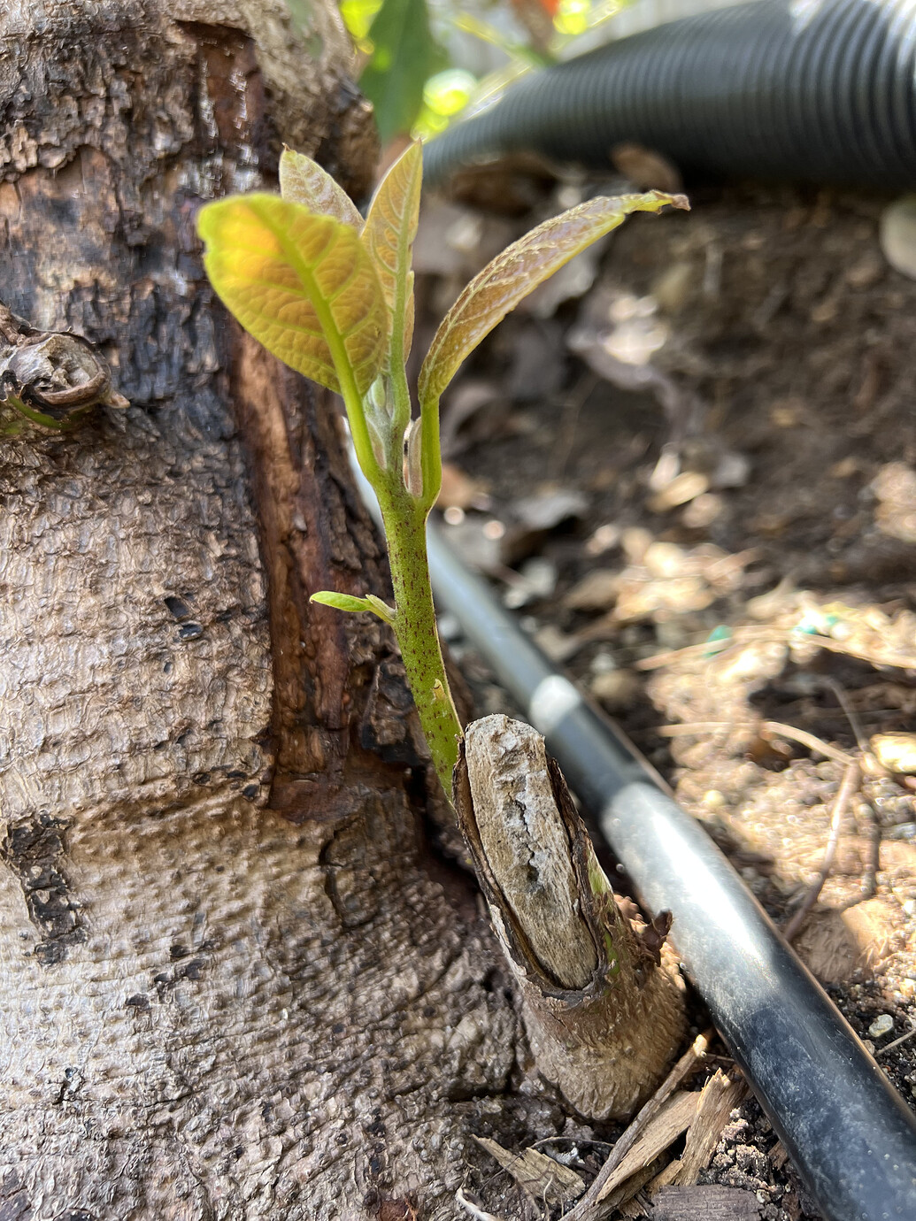 How mature does the avocado shoot have to be to receive a graft ...