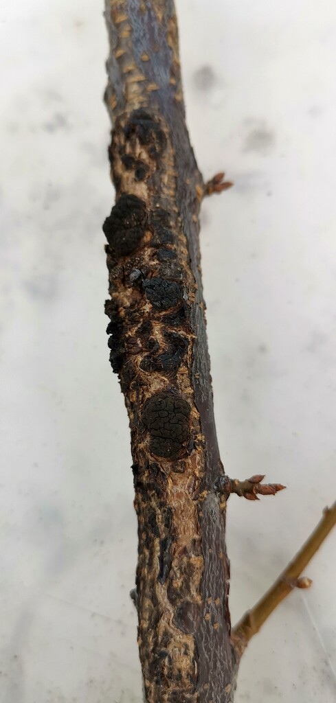 Black knot - Page 5 - General Fruit Growing - Growing Fruit