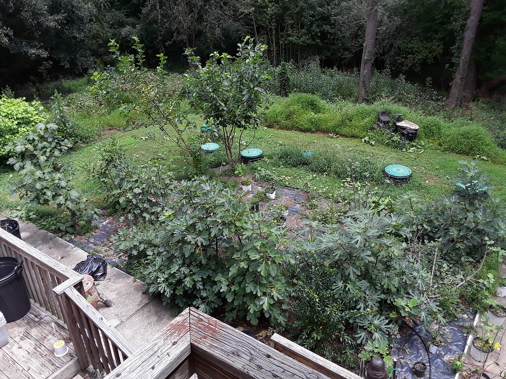 How to kill fruit tree roots - General Fruit Growing - Growing Fruit