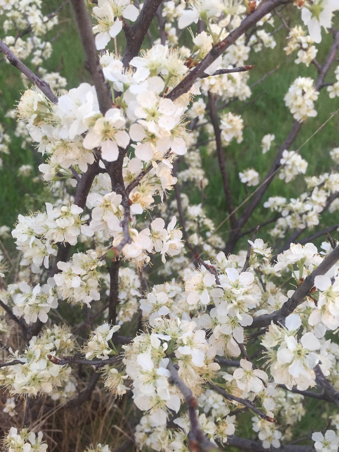 Non traditional Orchard methods - General Fruit Growing - Growing Fruit