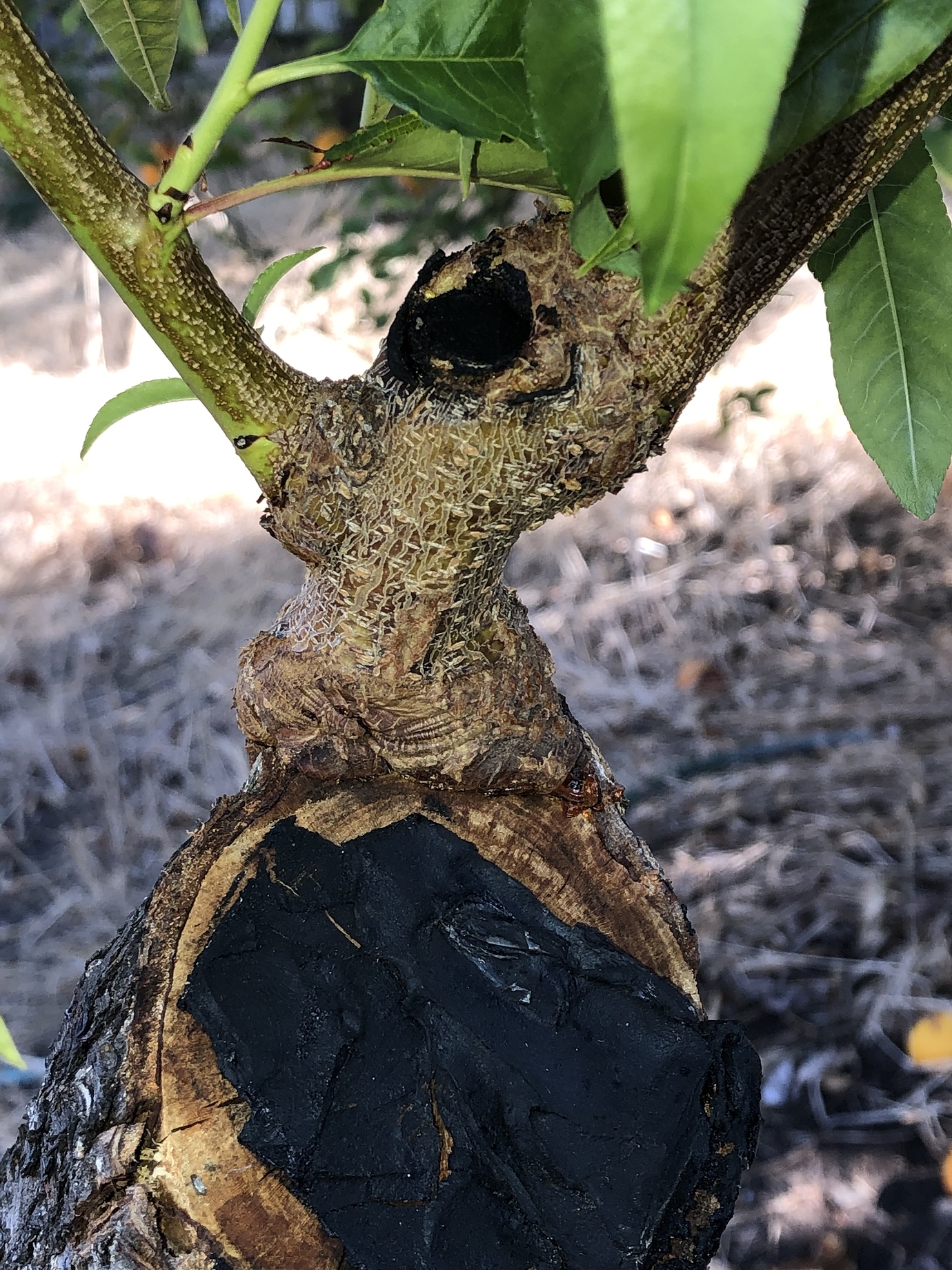 Peach grafting with larger stock - General Fruit Growing - Growing Fruit