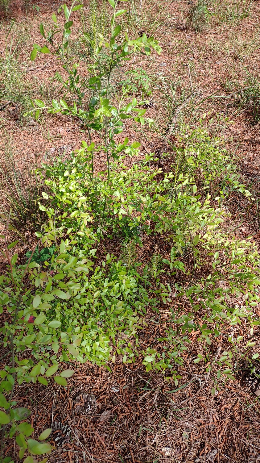 Elliott's Huckleberry Season Has Begun - General Fruit Growing ...