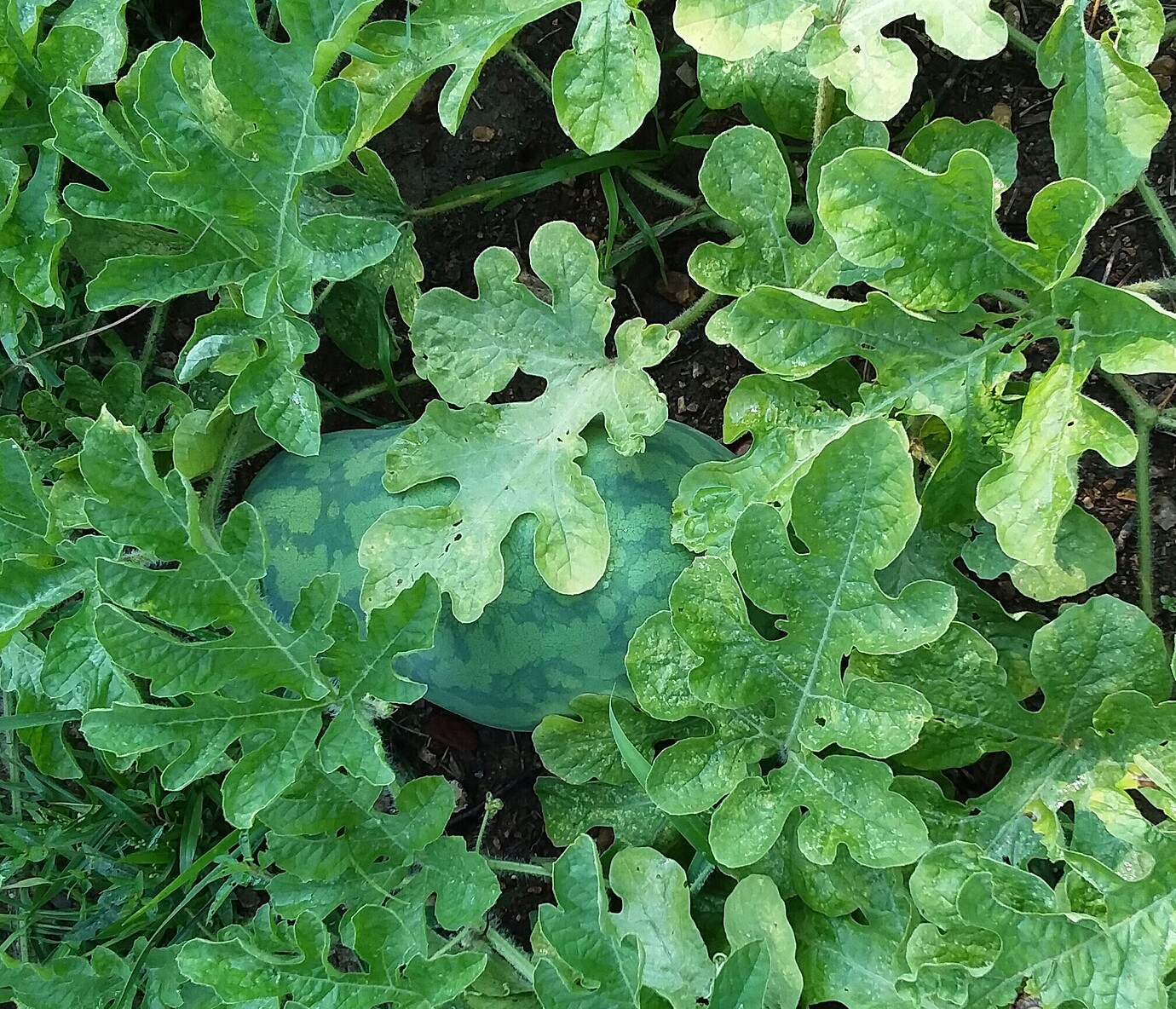 Watermelon patch - General Gardening - Growing Fruit