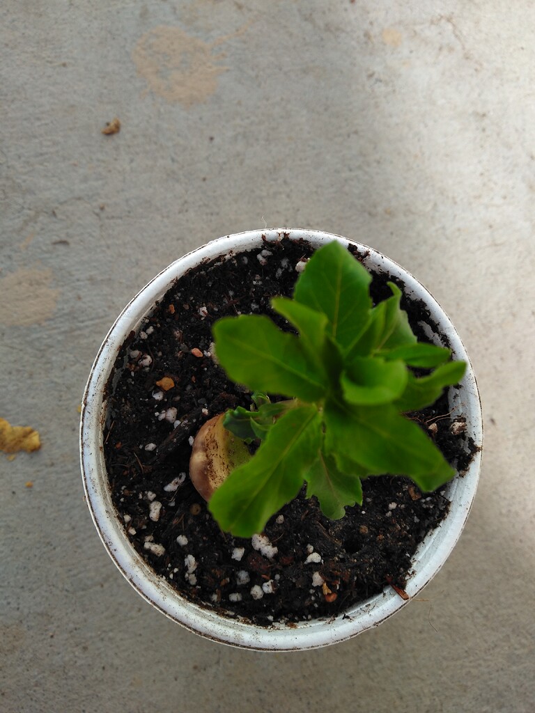 Almond seedling, a hybrid? - General Fruit Growing - Growing Fruit