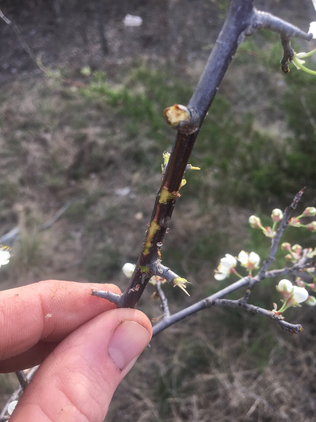 Air layering stone fruits/Mexican Plum Rootstock Project - General ...