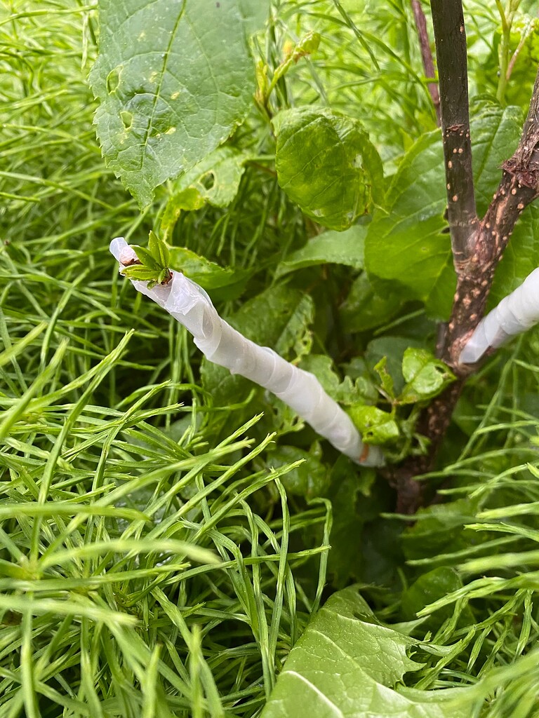 Prunus padus grafting (mayday tree / European bird cherry) - General ...