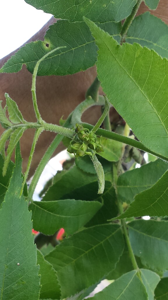 Pollination Overlap of Far-Northern Pecan: 'Hark' 'Kanza' 'Shepherd ...