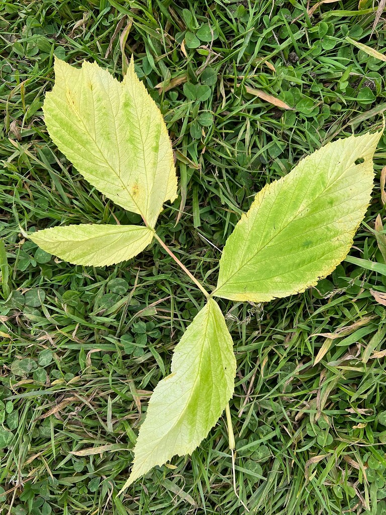 Raspberry / Rubus Virus RBDV - General Fruit Growing - Growing Fruit