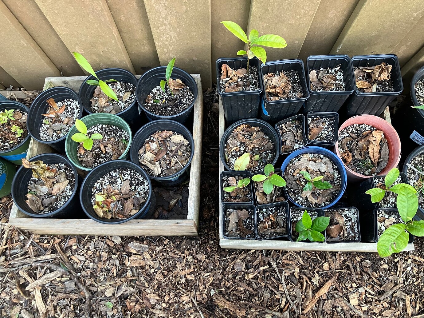 Fruit tree seedlings? - Pictures! - Growing Fruit