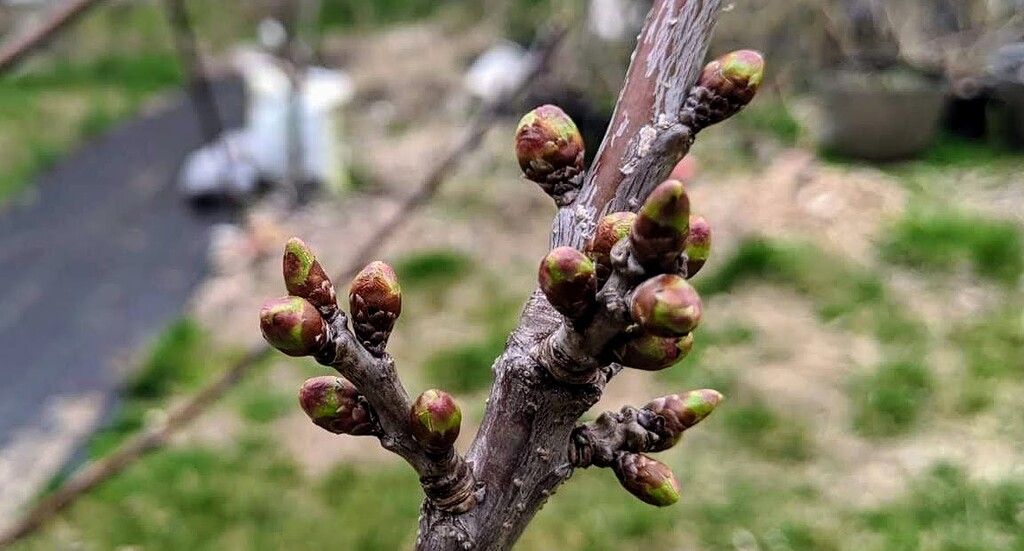 2020 Buds, Flowers and Fruit! - General Fruit Growing - Growing Fruit