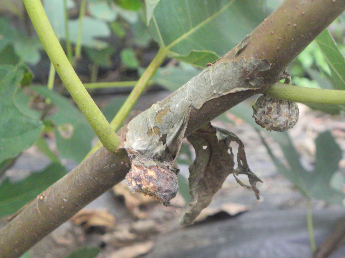 Black spots on fig tree leaves - General Fruit Growing - Growing Fruit