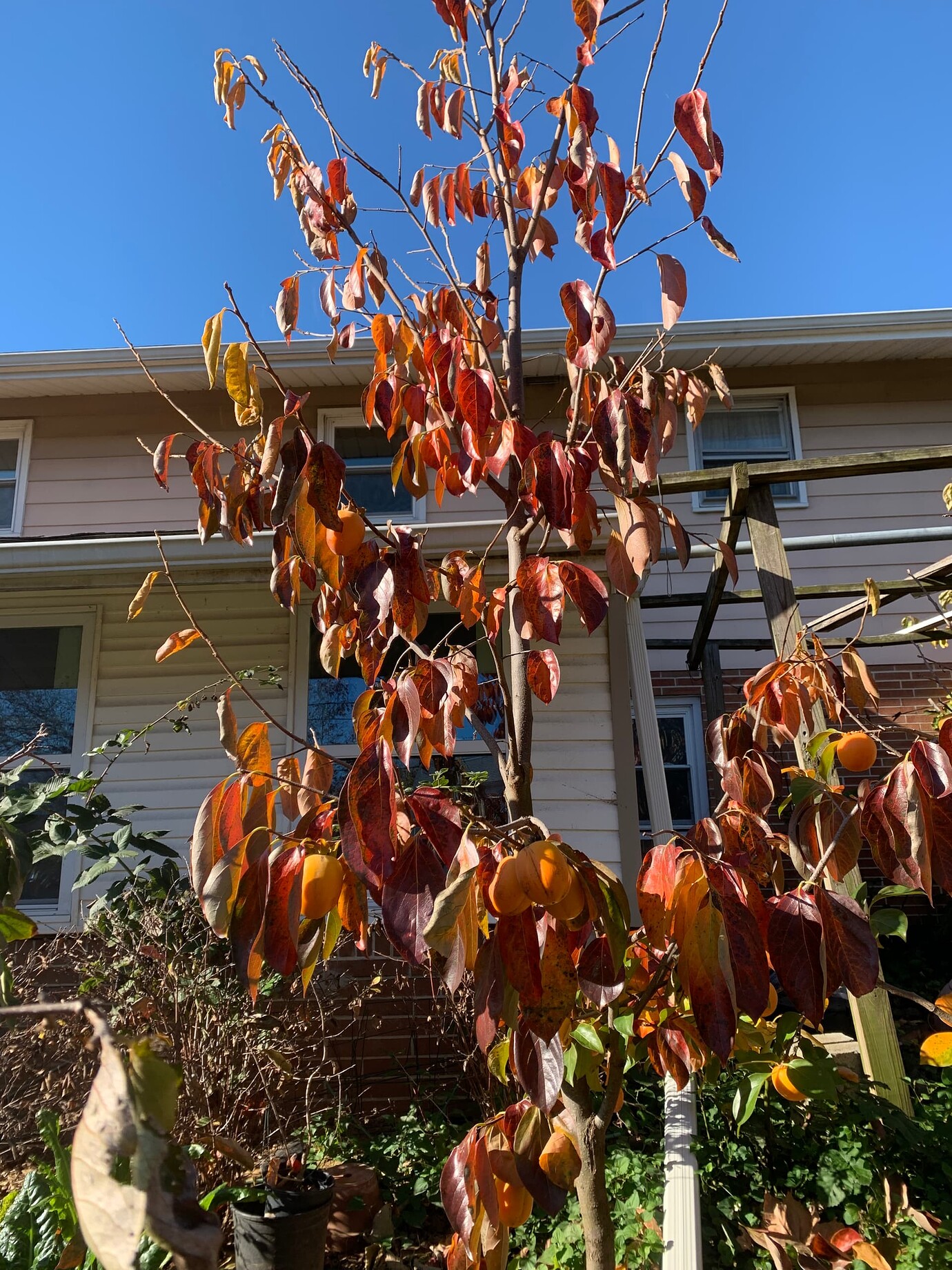 Astringent persimmons with good fall foliage recommendations - General ...