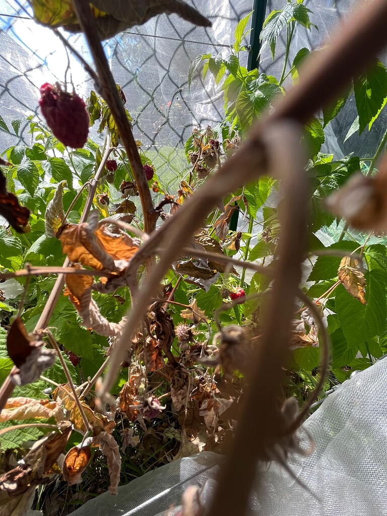 Raspberry canes died and shoots continue to look unhealthy - General ...