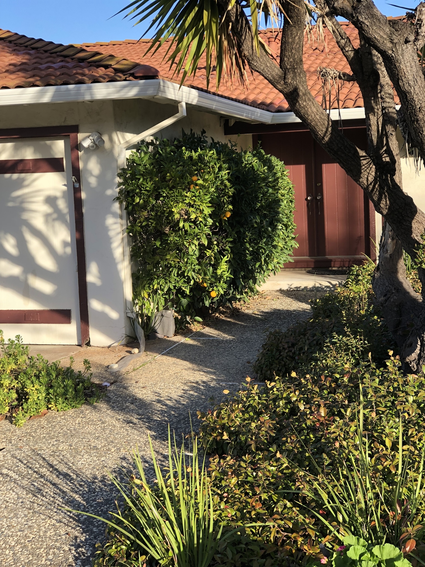 Anyone have a citrus hedge? Can you share photos? - General Fruit ...