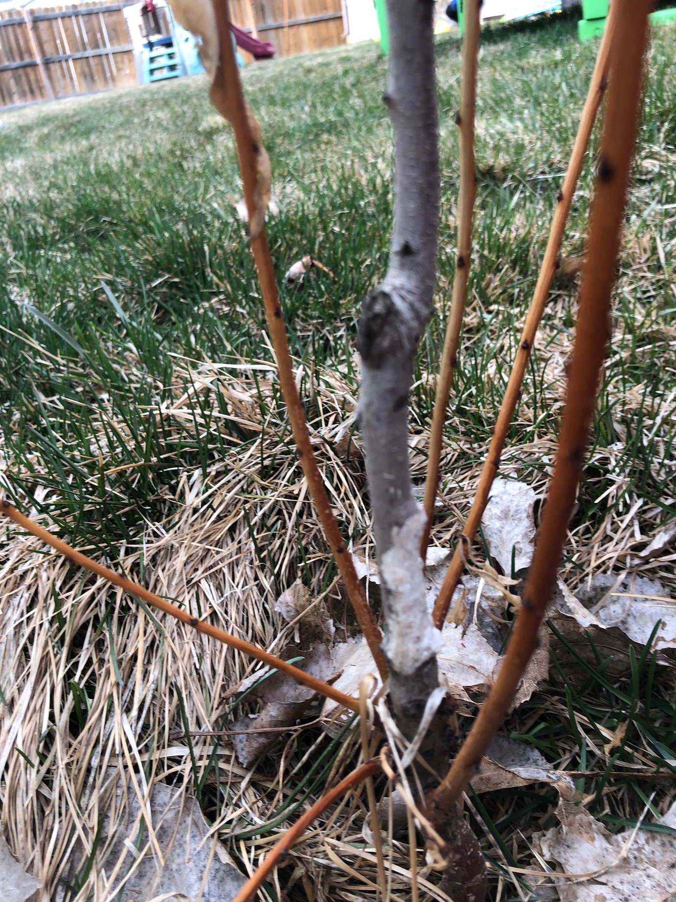 Are all the new branches on these two peach trees below the graft ...