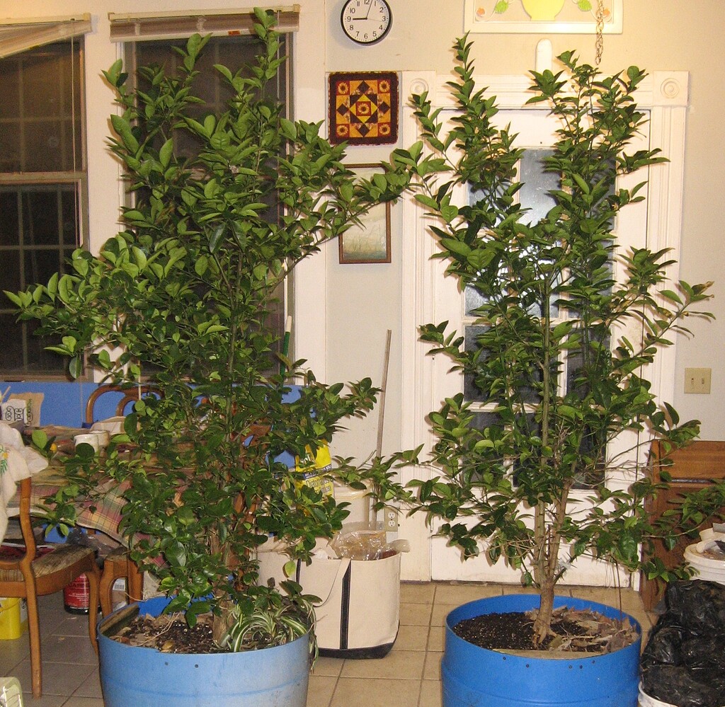 Moving citrus trees inside - General Fruit Growing - Growing Fruit
