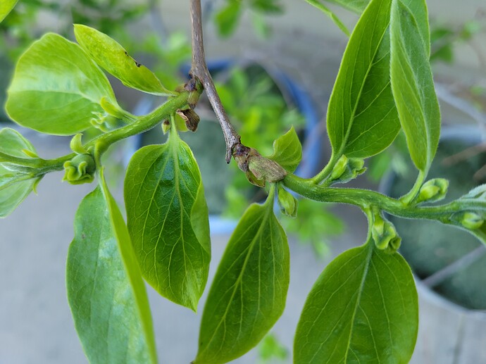 Potted Tam Kam Asian persimmon 2021 - Page 2 - General Fruit Growing ...