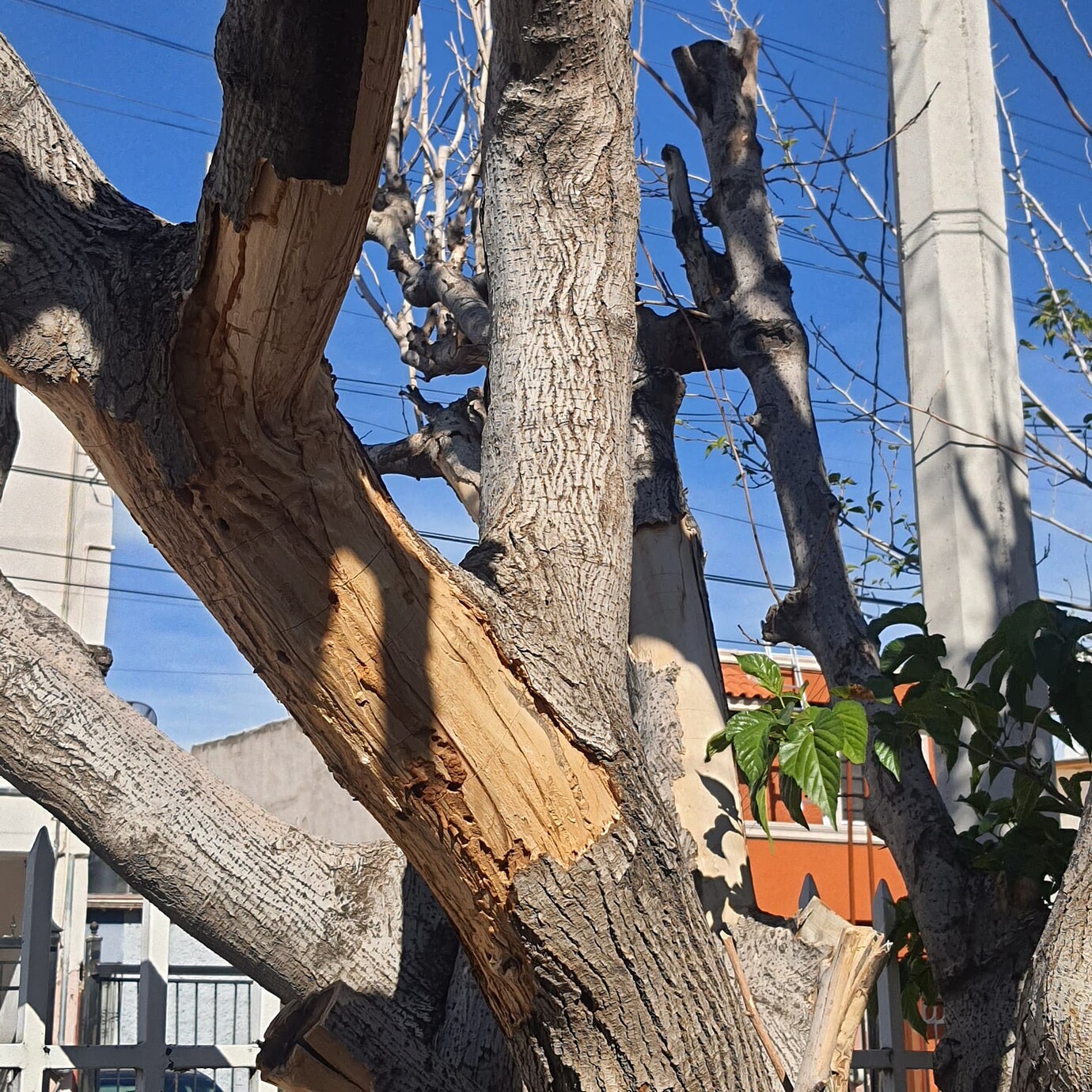 Mulberry tree Dying - General Gardening - Growing Fruit