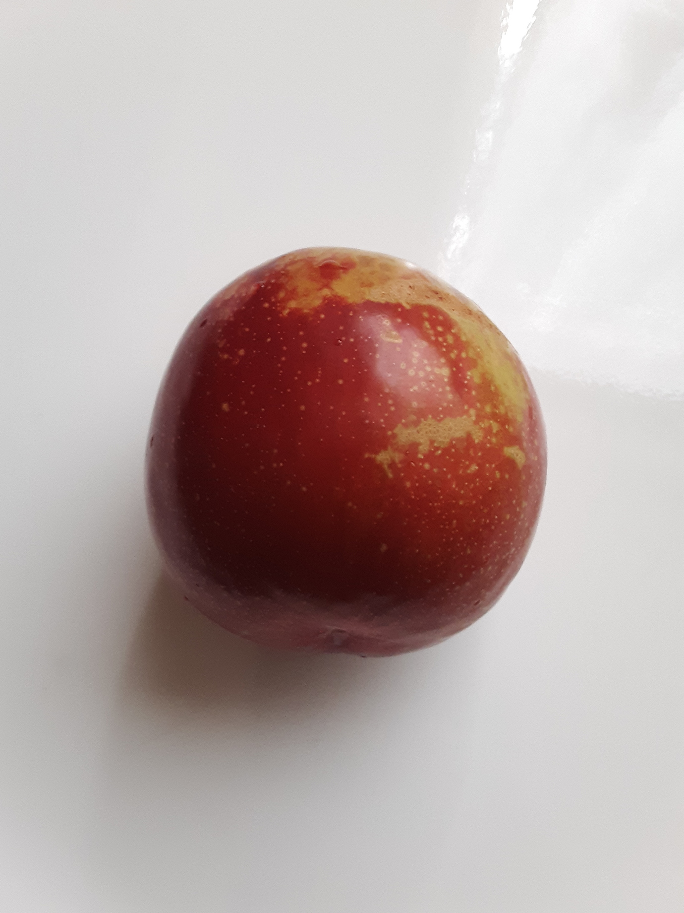 Geo Pride Pluot - General Fruit Growing - Growing Fruit