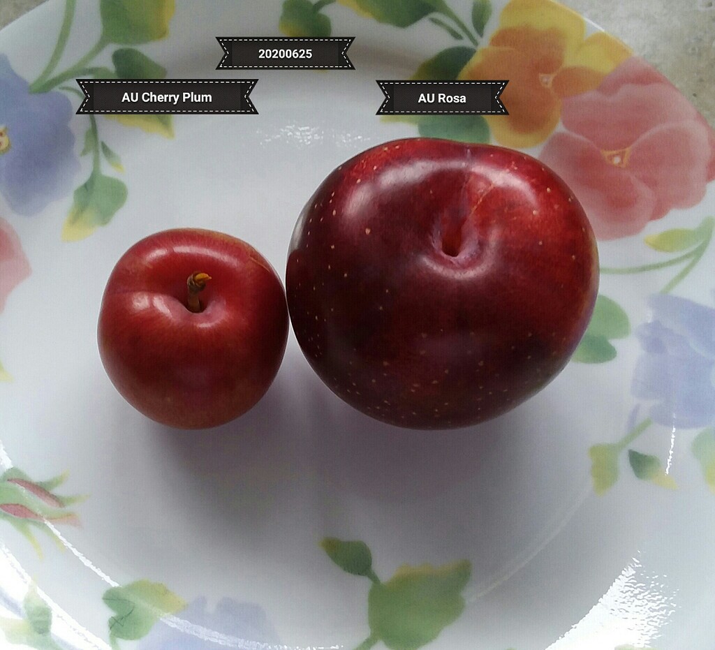 Au Plums and Chickasaw - General Fruit Growing - Growing Fruit