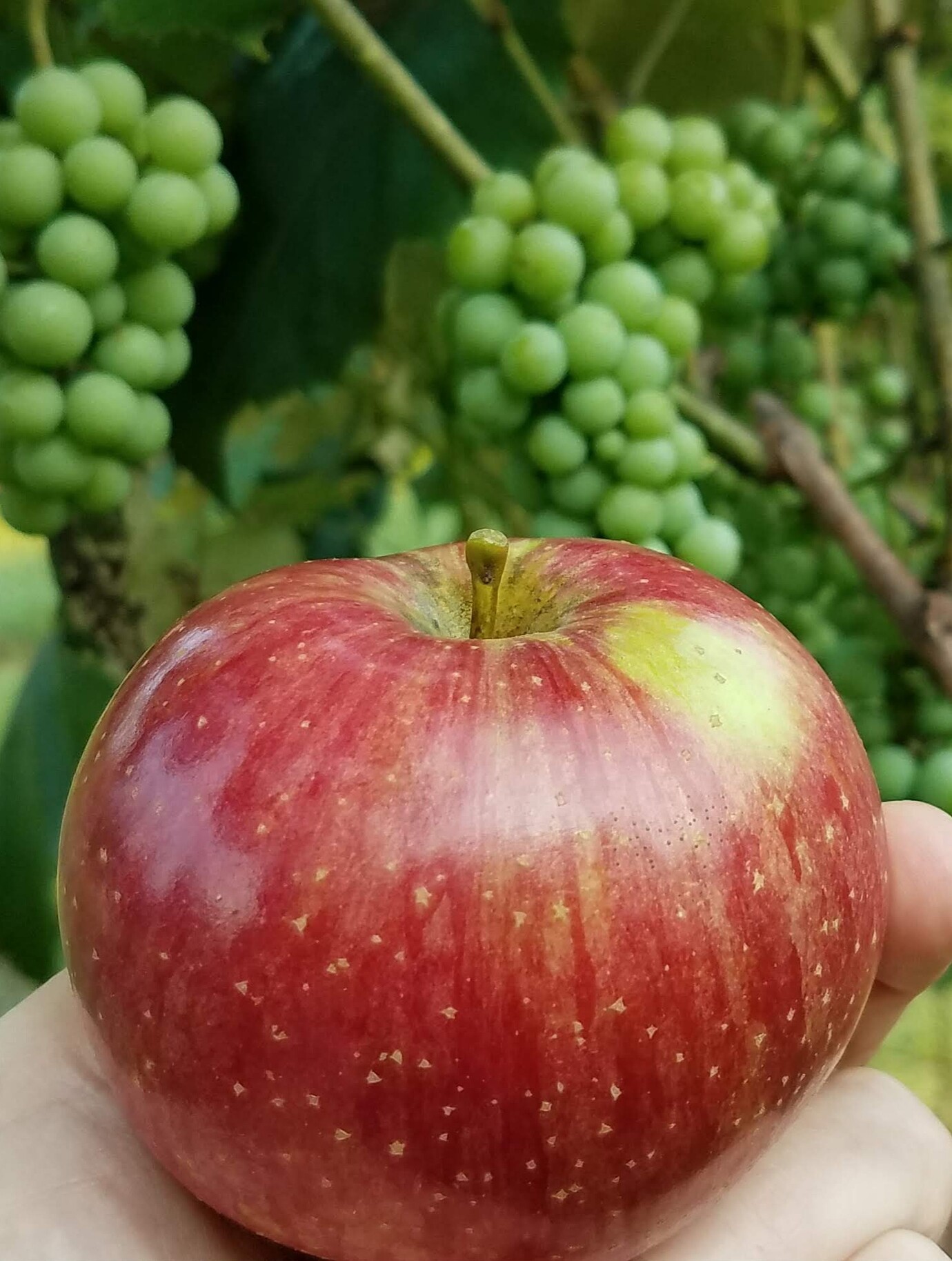 10 researched Fireblight resistant apples - hard to keep it to just 10 ...