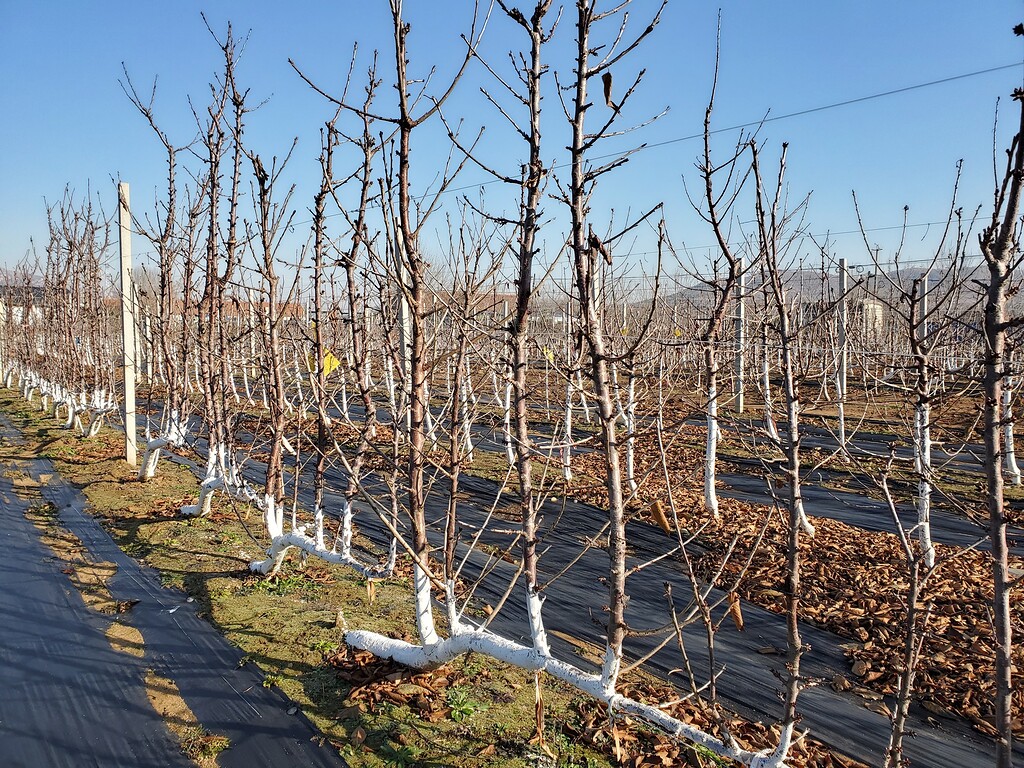 UFO Cherry Training System in China - General Fruit Growing - Growing Fruit