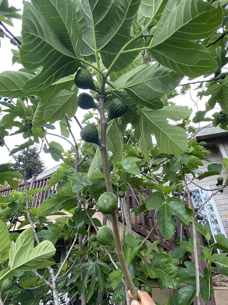 Breba fig report - General Fruit Growing - Growing Fruit